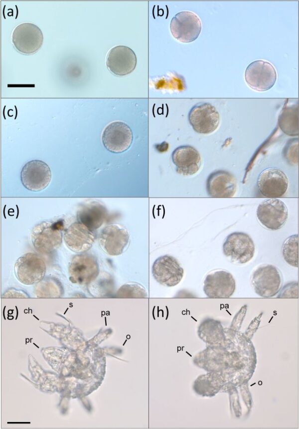 We Finally Know How Giant Sea Spiders Come Into This World : ScienceAlert