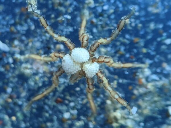 We Finally Know How Giant Sea Spiders Come Into This World : ScienceAlert