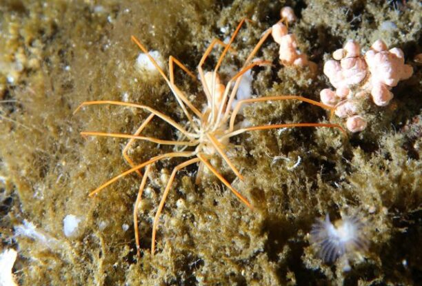 We Finally Know How Giant Sea Spiders Come Into This World : ScienceAlert