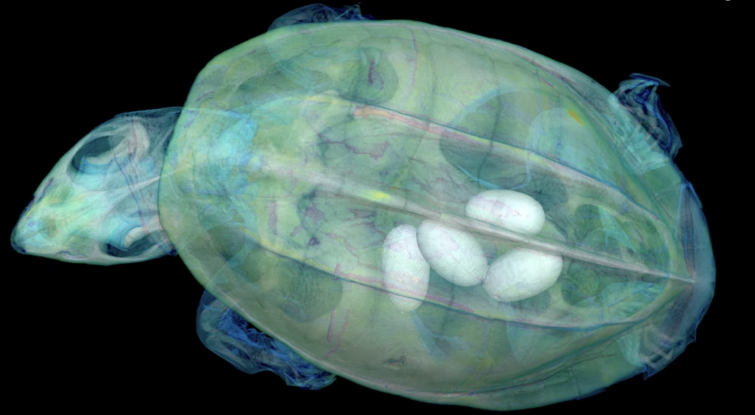 Stunning Tool Lets You Digitally 'Dissect' Museum Animals With X-Ray ...