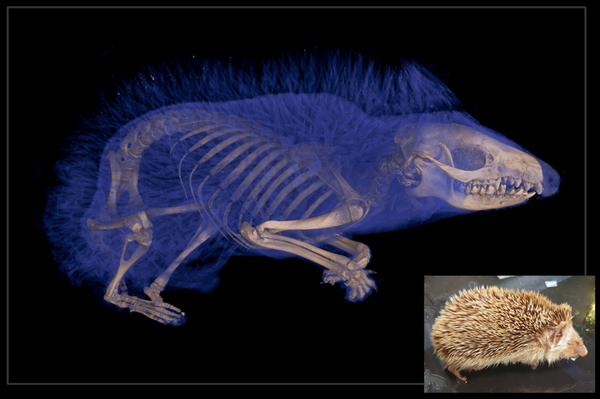 Stunning Tool Lets You Digitally 'Dissect' Museum Animals With X-Ray ...