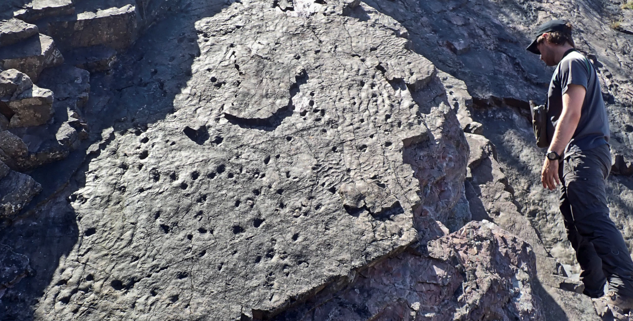 Earth's Oldest Fossilized Forest Has Been Hiding Its Bizarre Trees For ...