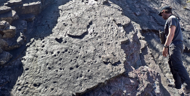 Earth's Oldest Fossilized Forest Has Been Hiding Its Bizarre Trees For ...