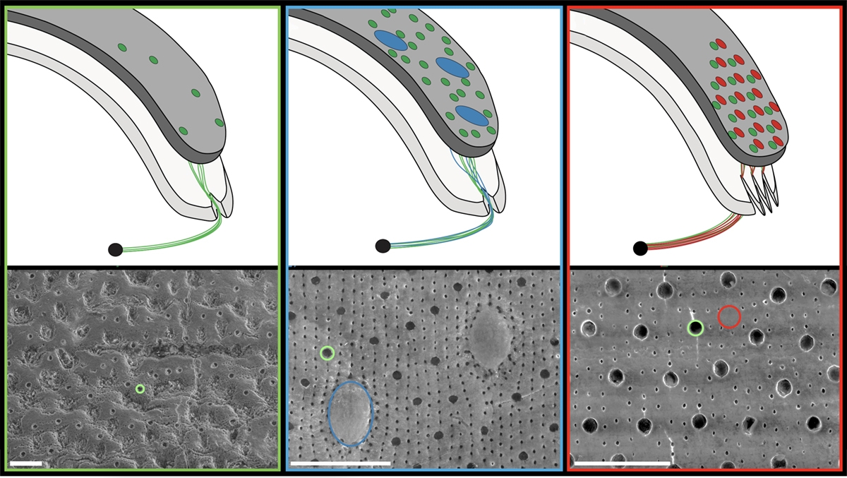 Researchers Solve Mystery of The Sea Creature That Evolved Eyes All ...