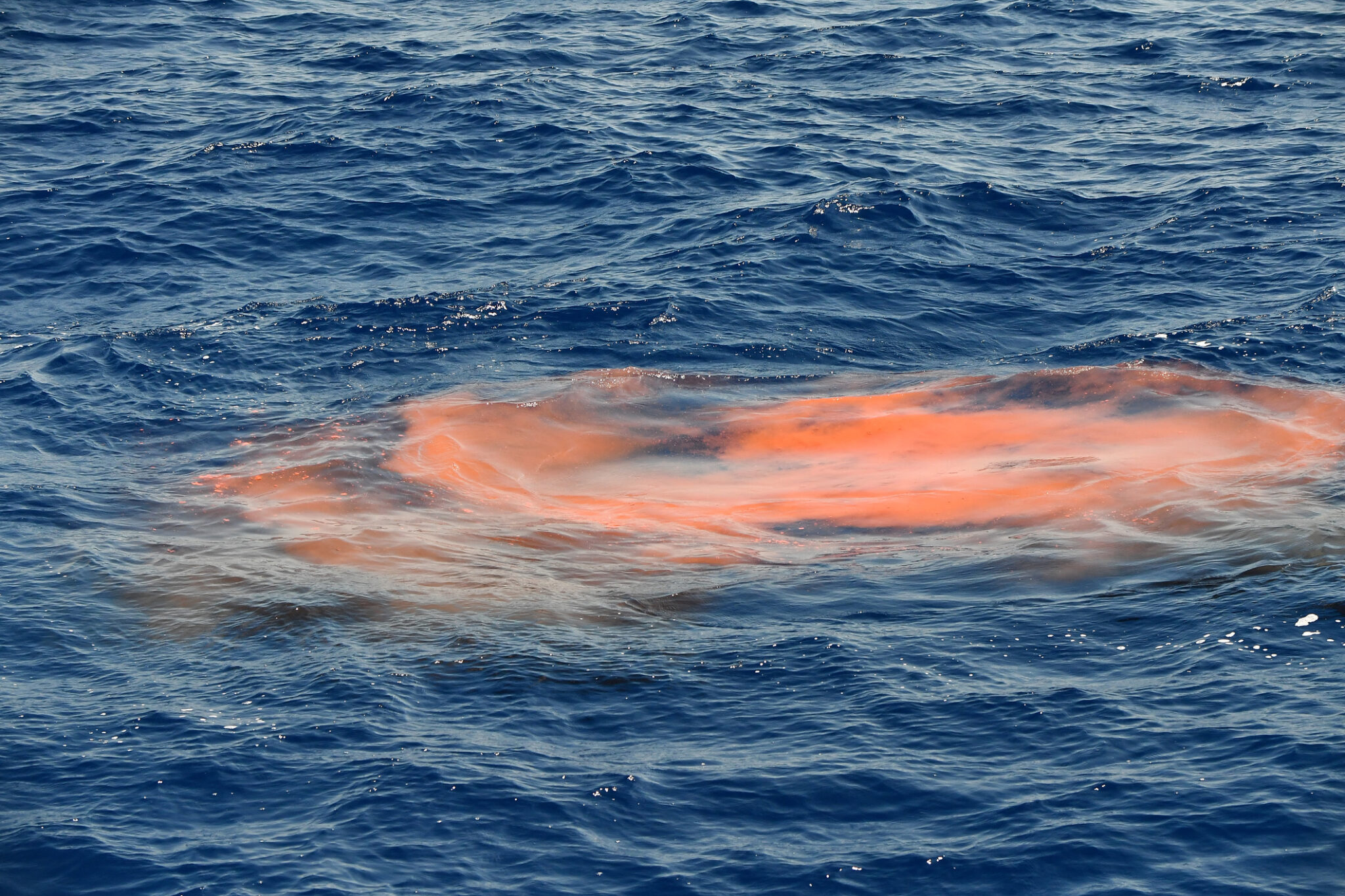 Sperm Whales Have Been Seen Using Their Ultimate Weapon Against ...