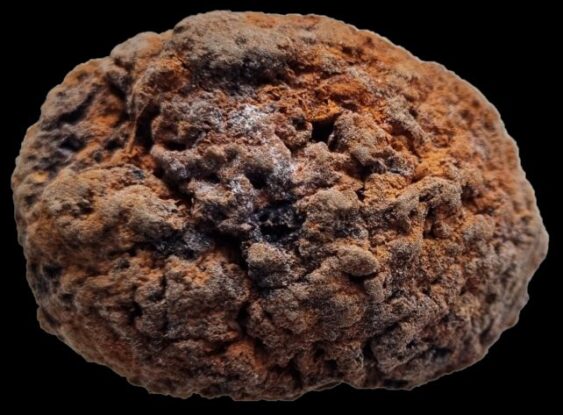 12,000-Year-Old Preserved Human Brains Defy Soft Tissue Decay ...