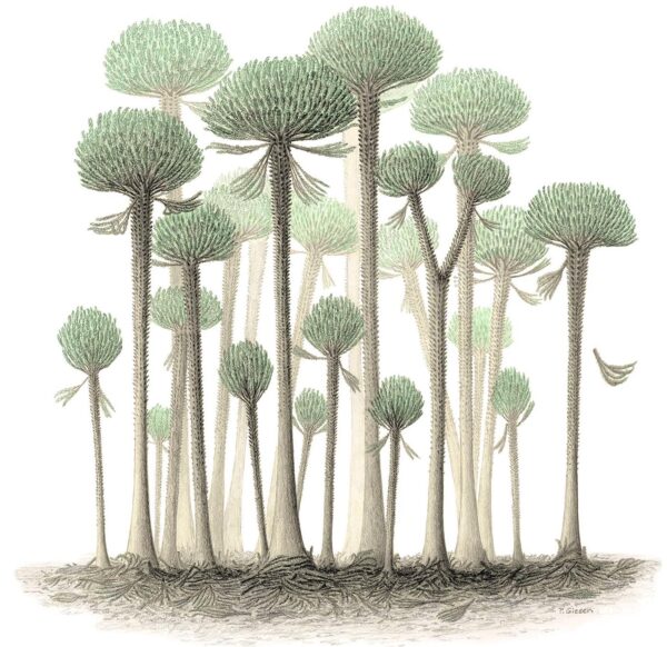 Earth's Oldest Fossilized Forest Has Been Hiding Its Bizarre Trees For ...