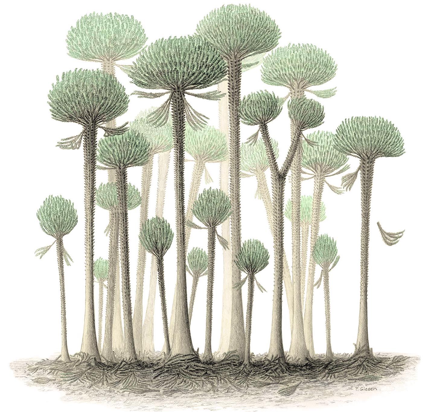 Earth's Oldest Fossilized Forest Has Been Hiding Its Bizarre Trees For ...