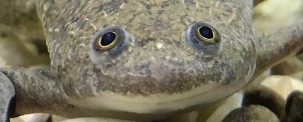 Evolutionary Origins of Hair Identified in The Most Unlikely of Animals ...