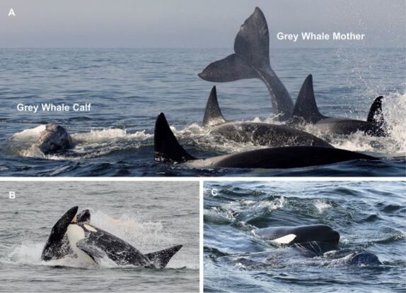 Orcas Have Learned Brutal New Hunting Techniques to Feed in The Open ...