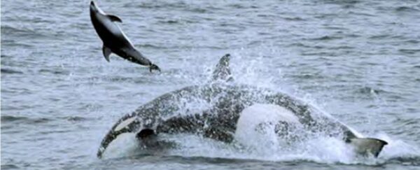 Orcas Have Learned Brutal New Hunting Techniques to Feed in The Open ...
