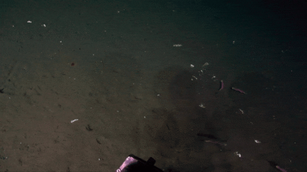 Eerie New Worm Species Found Slithering in Ocean's Darkest Depths ...