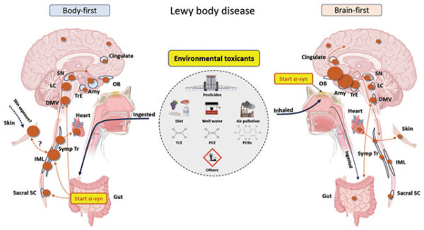 Two Pathways to Parkinson's Could Point to a Single Way to Prevent It ...