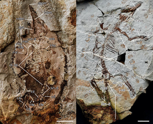 Four Jurassic Fossils Help Explain How We Got Our Ears And Teeth ...