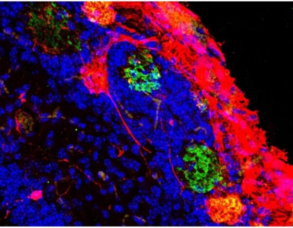 Mice With Hybrid Brains Can Perceive The World Using a Rat's Sense of ...