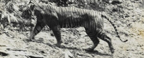 This Tiger Was Thought Extinct. Then a Single Strand of Hair Was Found ...