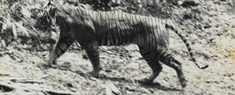 This Tiger Was Thought Extinct. Then a Single Strand of Hair Was Found ...