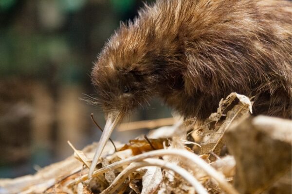 Largest Ever Bird Genome Study Unveils New 'Tree of Life', But One ...