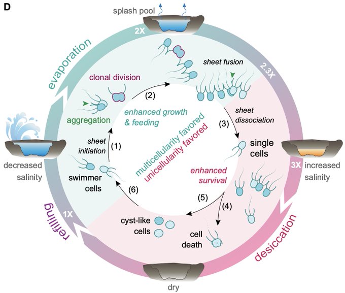 Scientists Discover 'Unusual' Third Path to Multicellular Lifeforms ...