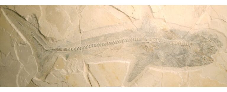 Stunning Remains of Great White Shark's Giant Ancestors Reveal a ...
