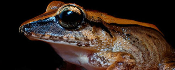 This Tiny Frog Emits a Powerful Ultrasonic Scream No Human Can Hear ...
