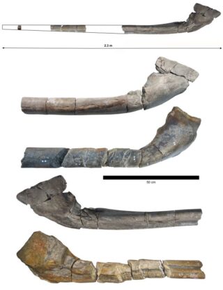Ancient Bones Hint at The Most Colossal Marine Reptile The World Has ...