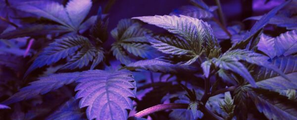 Purple Planets Could Be The Signs of Alien Life We've Been Looking For ...