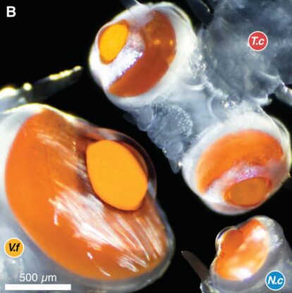 This Freaky Worm Has 'Outstanding Vision', And Scientists Don't Know ...
