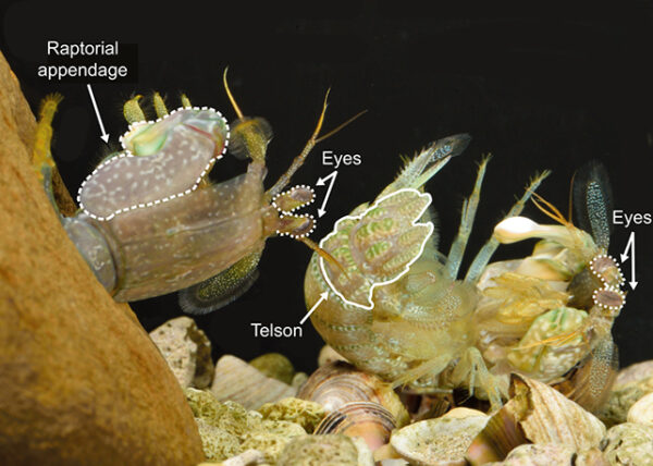 Scientists Reveal How to Take a Punch From a Mantis Shrimp : ScienceAlert