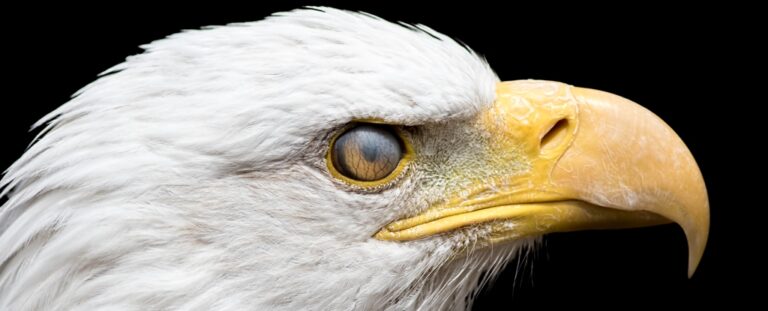 Many Animals Actually Have a Third, Transparent Eyelid. Here's Why ...