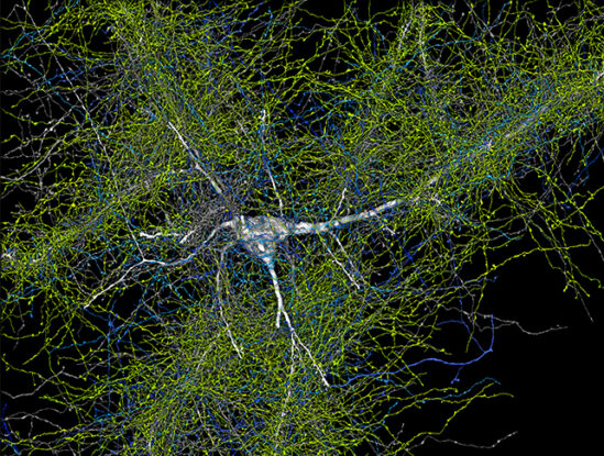 Amazingly Detailed Images Reveal a Single Cubic Millimeter of Human ...
