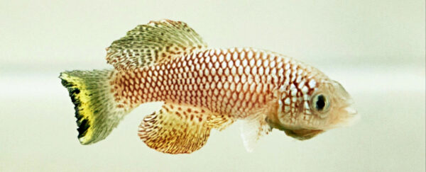 These Tiny Fish 'Unlocked' Ancient Genes to Survive Months-Long ...