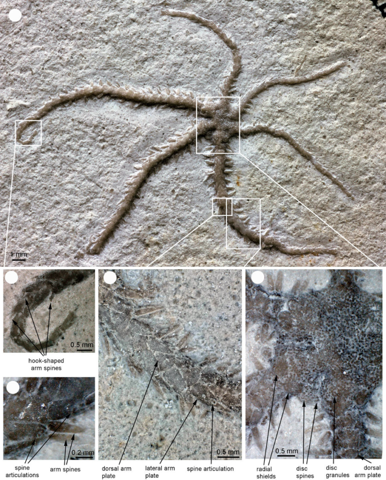 Wild Find: Fossil Captures 155-Million-Year-Old Brittle Star Mid ...