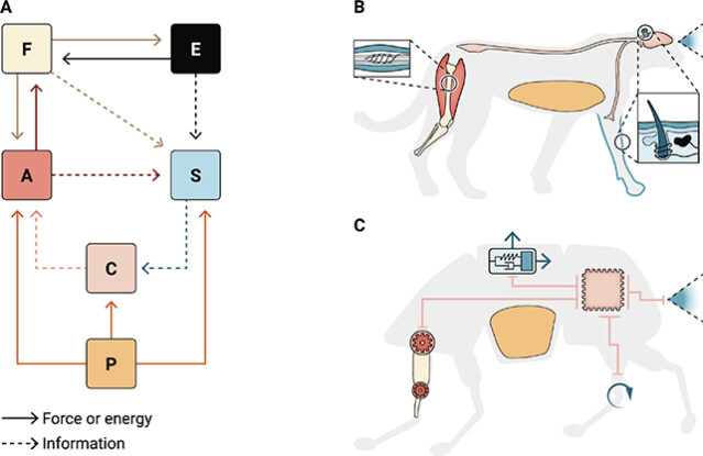 There's a Surprising Reason Why Robots Can't Outrun The Fastest Animals ...