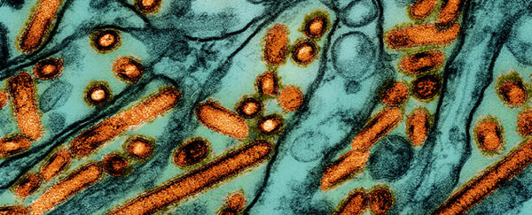 US Confirms First Severe Illness in Human Case of Bird Flu : ScienceAlert