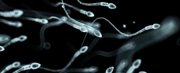 New Type of Reversible Male Contraception Proves a Success in Mouse ...