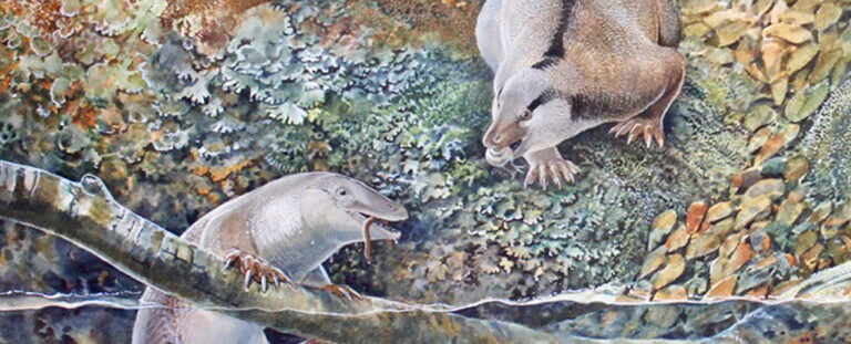 Lost Age of Monotremes Revealed by Fossils From 100 Million Years Ago ...