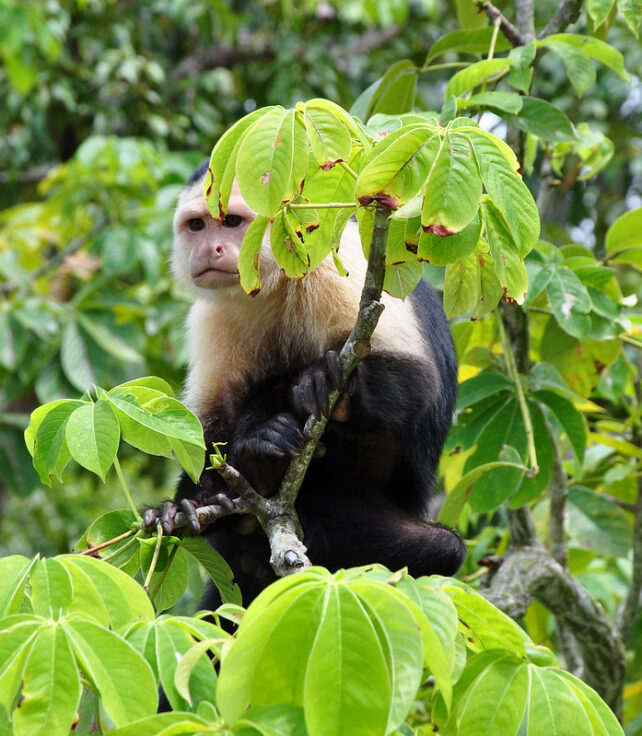 Why Did Primates Evolve Big Brains? It Might Not Be The Reason You ...