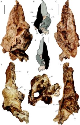 Giant 'Giga-Goose' Once Thundered Across Prehistoric Australia ...
