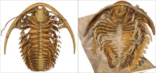 Never-Before-Seen Trilobite Anatomy Preserved by Pompeii-Like Ash in ...