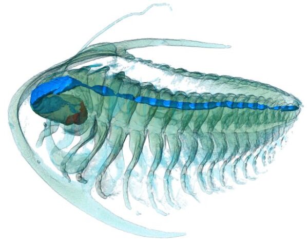 Never-Before-Seen Trilobite Anatomy Preserved by Pompeii-Like Ash in ...