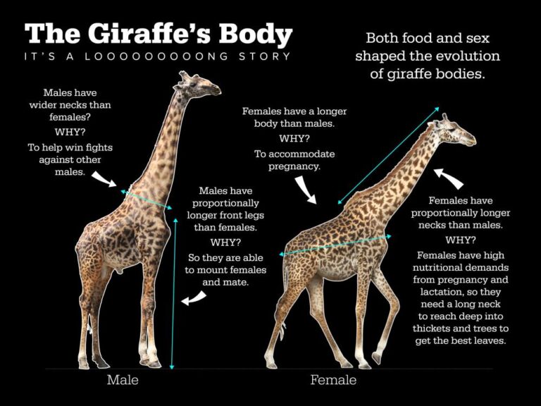 New Discovery Challenges Everything We Thought We Knew About Giraffe ...