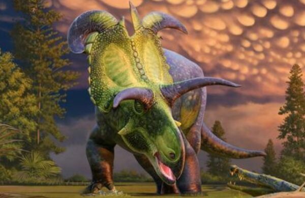 Newly Found Dinosaur Lokiceratops Had Insane Horns Unlike Any Other ...