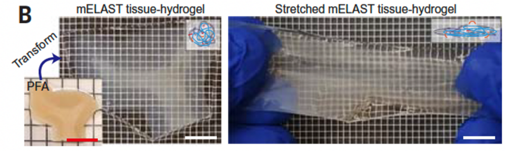 Amazing New Technique Images Alzheimer's Brain Changes at Every Level ...