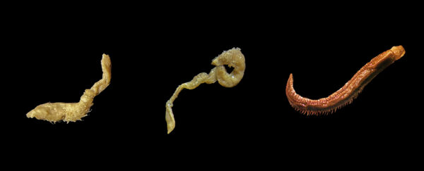 Antarctic Worms Have an Amazing Secret For Surviving Deadly Icy Water ...