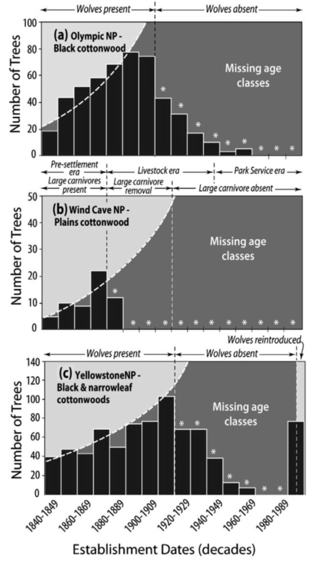 Wolves Vanished Across America, And We're Still Uncovering The Damage ...