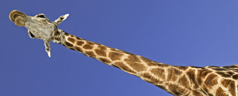 New Discovery Challenges Everything We Thought We Knew About Giraffe ...