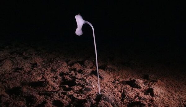 Alien-Looking Species Seen For First Time Ever in Ocean's Darkest ...
