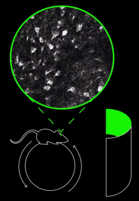'Time Cells' in The Brain Could Be More Crucial Than We Ever Realized ...