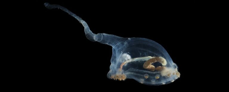 Alien-Looking Species Seen For First Time Ever in Ocean's Darkest ...